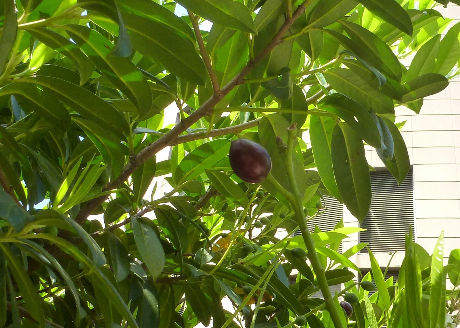 Árboles con alma: Laurel real. Laurel-cerezo. Laurel romano (Prunus ...