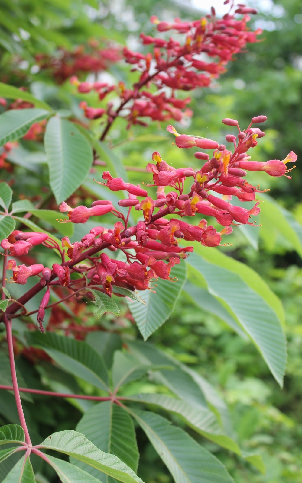 Damn Good Plants - Aesculus pavia, Red Buckeye