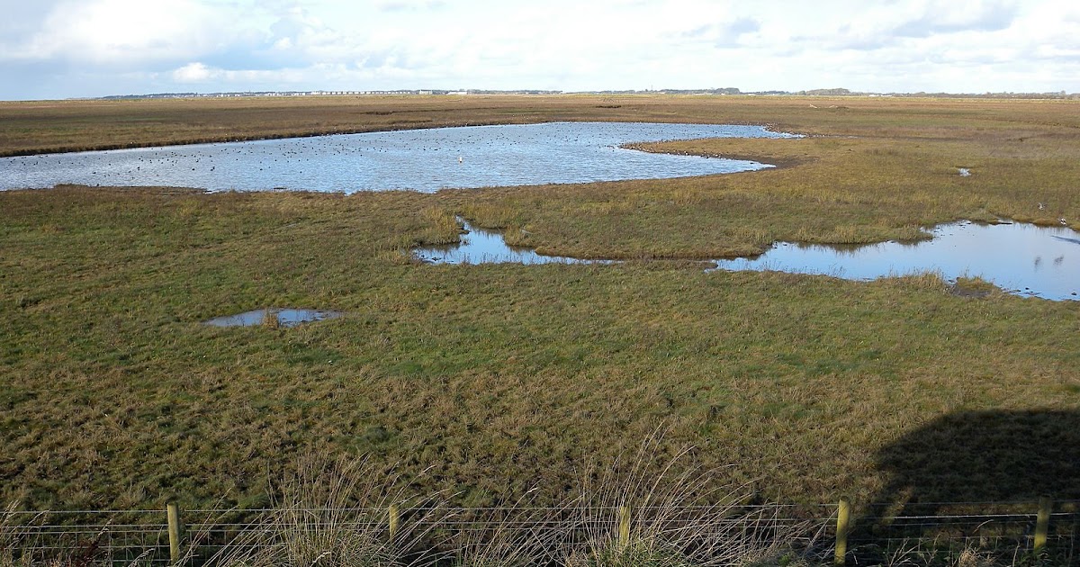Jim's Birding: Hesketh Out Marsh and Marshside RSPB Reserves