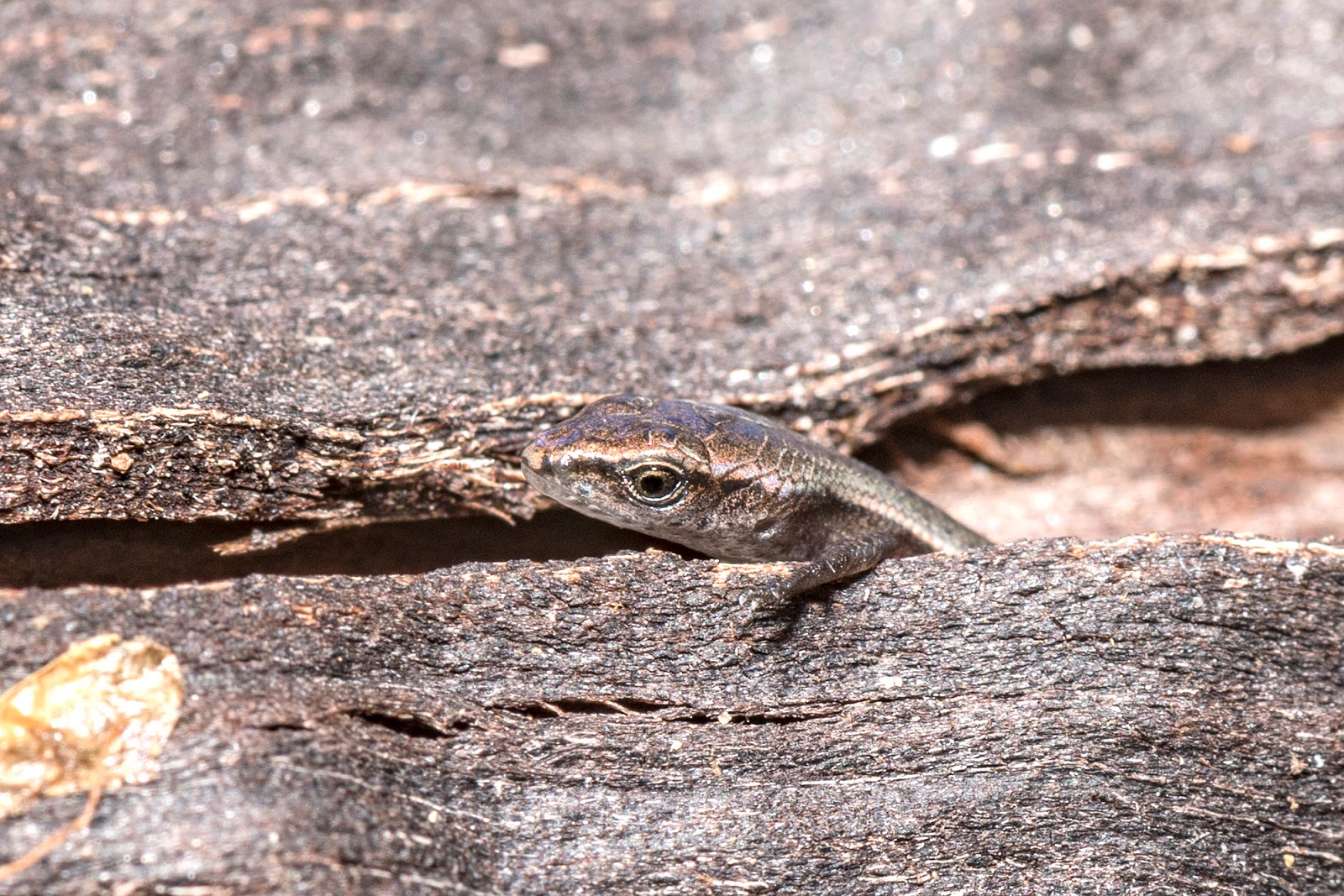 Wildlife of the Hunter Valley: The secretive world of hatchling skinks