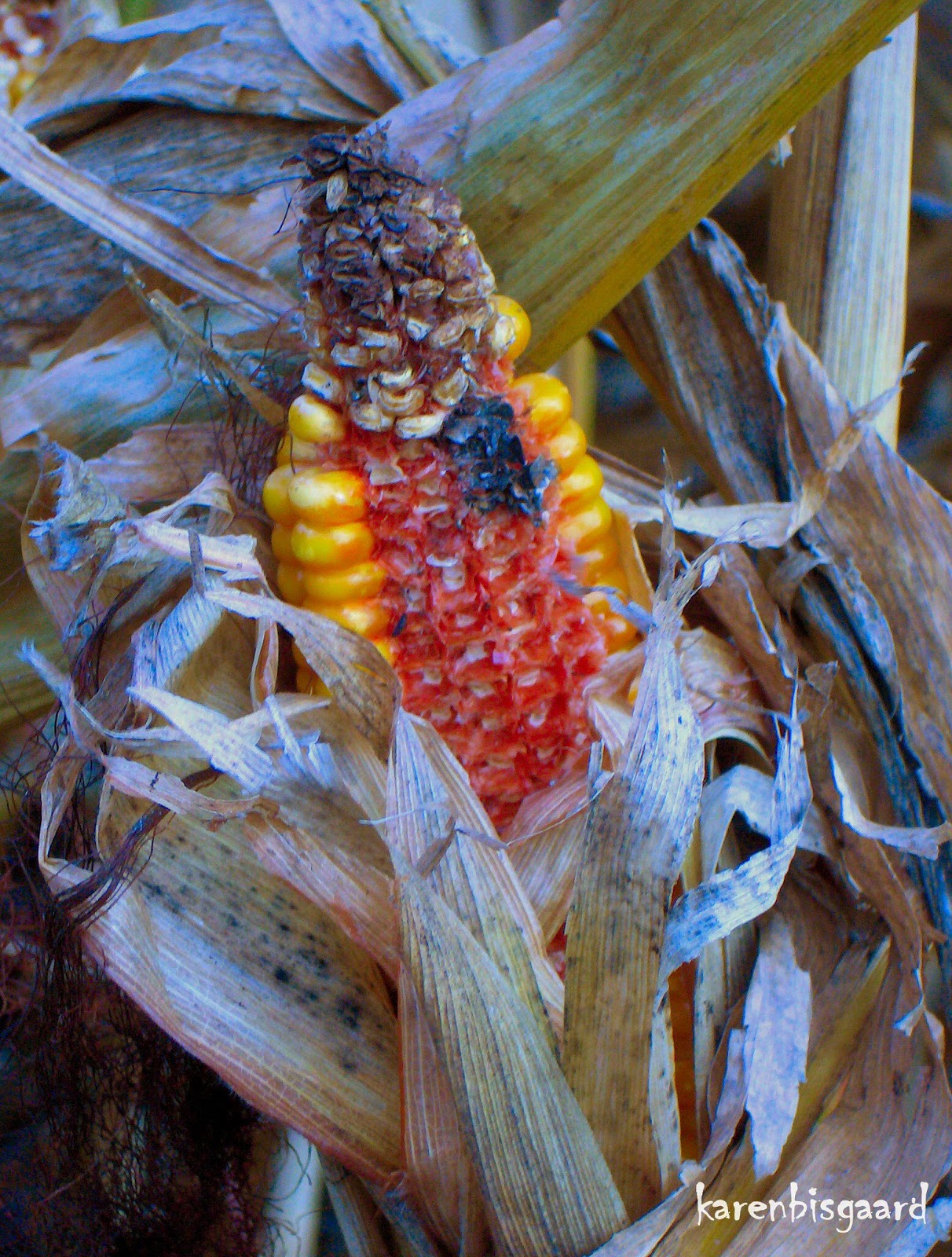 Karen`s Nature Photography: Gnawed Winter Ear of Maize.