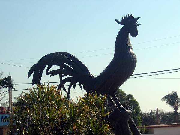 CASA MAURA, LA HABANA VIEJA, CUBA, CASA DE RENTA: El gallo de Morón y ...