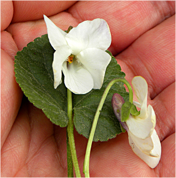 Foto-Natura-Huesca: VIOLETA BLANCA viola alba Wilibald Swibert Joseph ...