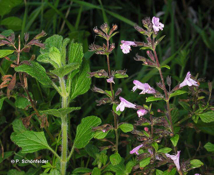 LJEKOVITO BILJE I LIJECENJE BILJEM: LJEKOVITO BILJE: Bosiljak divlji ...
