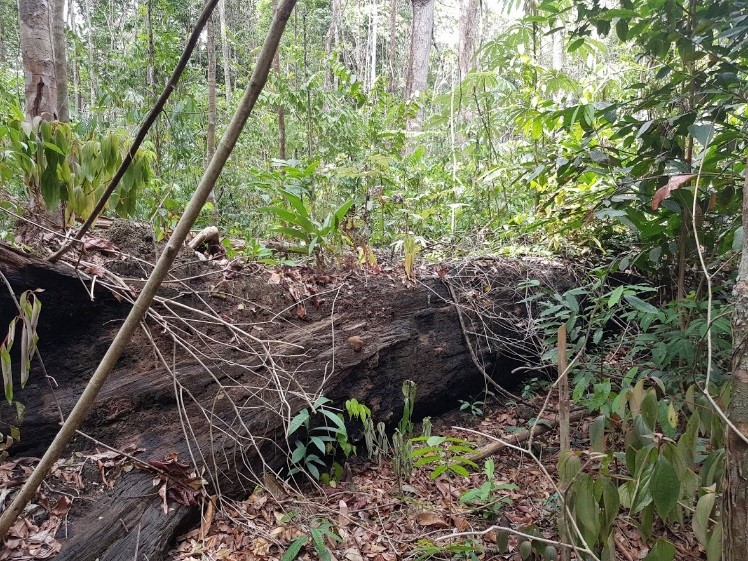 Stuart Marsden's Conservation Research Group: 2017