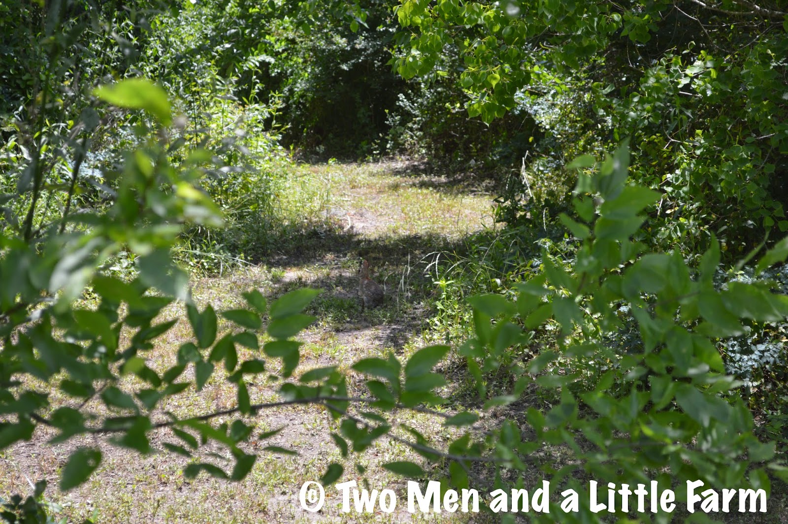 Two Men and a Little Farm: CAMOUFLAGE BUNNY