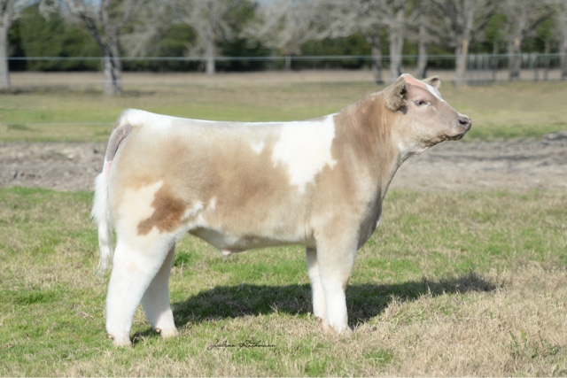 Skinner Cattle Co: Sires