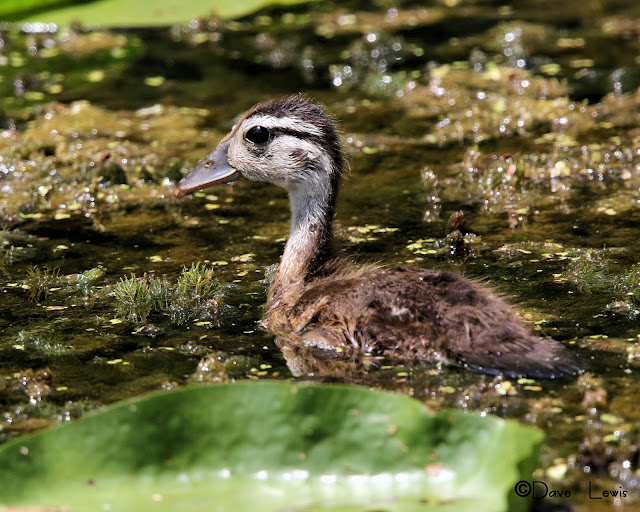 Birds from Behind : ...Meanwhile...Back at the Marsh...(oh my.)