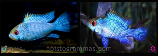 Apistogramma Ramirezi Peces amazonicos Acuarios Biotopos