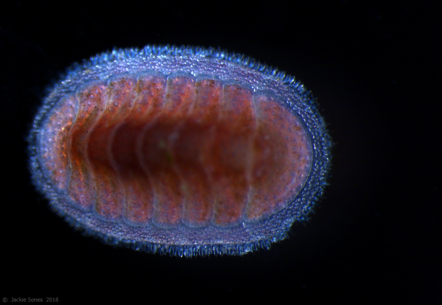 The Natural History of Bodega Head: 1.5 x 1
