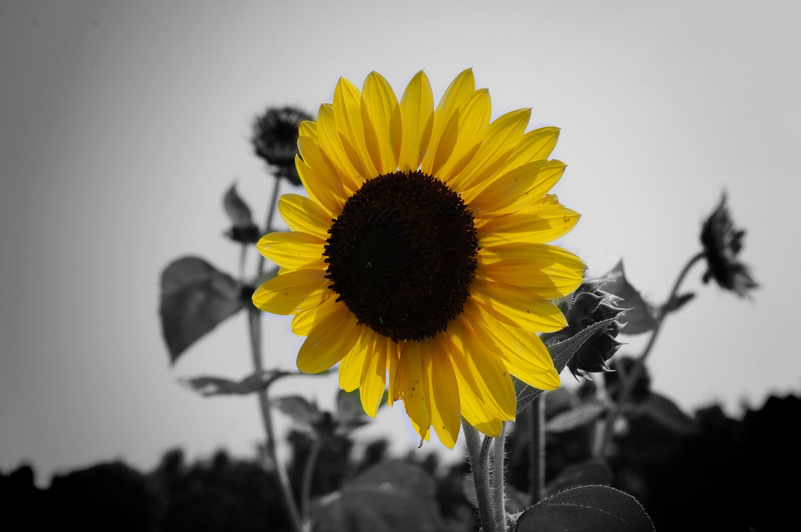 Chrissy Benton Photography: Color Pop