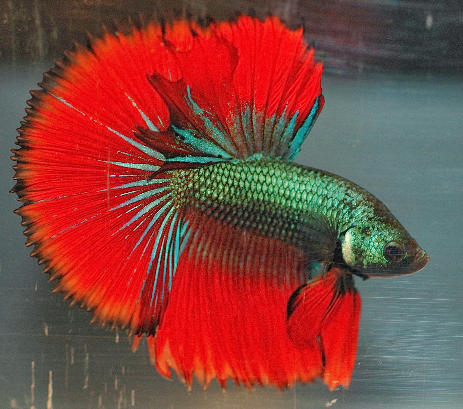 Blok888: Top 10 Most Beautiful Freshwater Fish in the world 1 Blok888: Top 10 Most Beautiful Freshwater Fish in the world 1