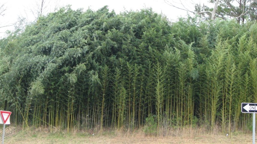 Rivercane Research: A little background