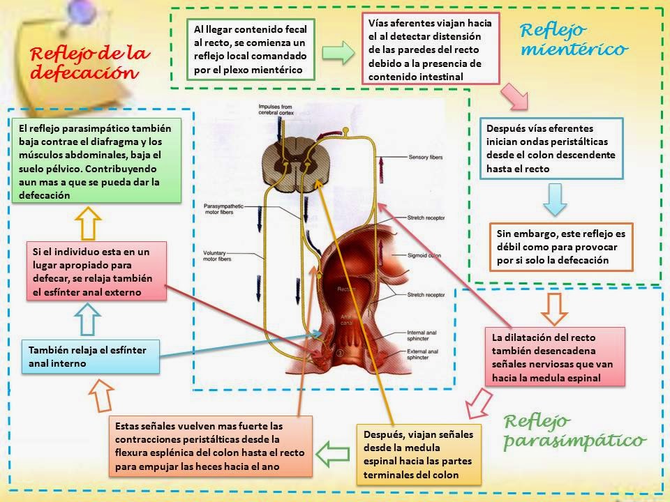 Blog de Fisiología Básica de Rogelio Eduardo Enriquez Lopez : Reflejo ...