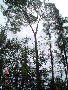 A SURVEY OF THE TREES OF YORROWKABRA: Survey