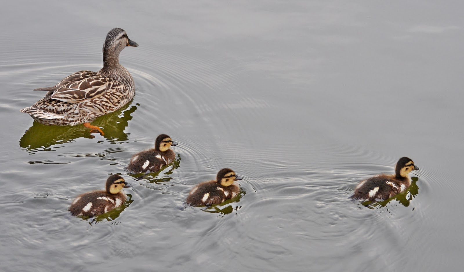 Dina's City Wildlife Adventures: Duck, Duck, Frog