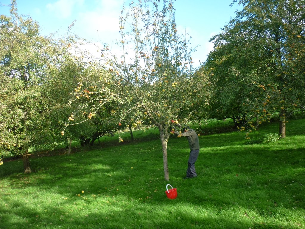An English Homestead: Cider Apple Picking!