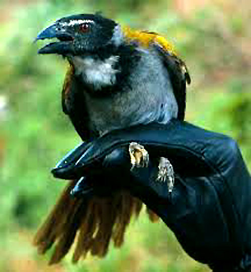 Bellas Aves de El Salvador: Saltator atriceps (chepito, saltador cabeza ...
