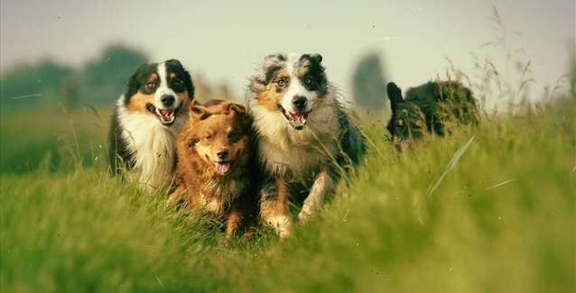 Dogs mimic expressions and transmit emotions between them - Athens Times