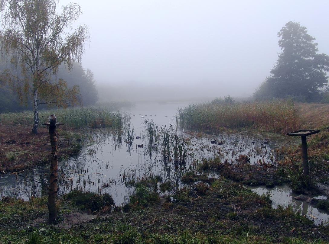 Dannysbirds: Potteric Carr Nature Reserve