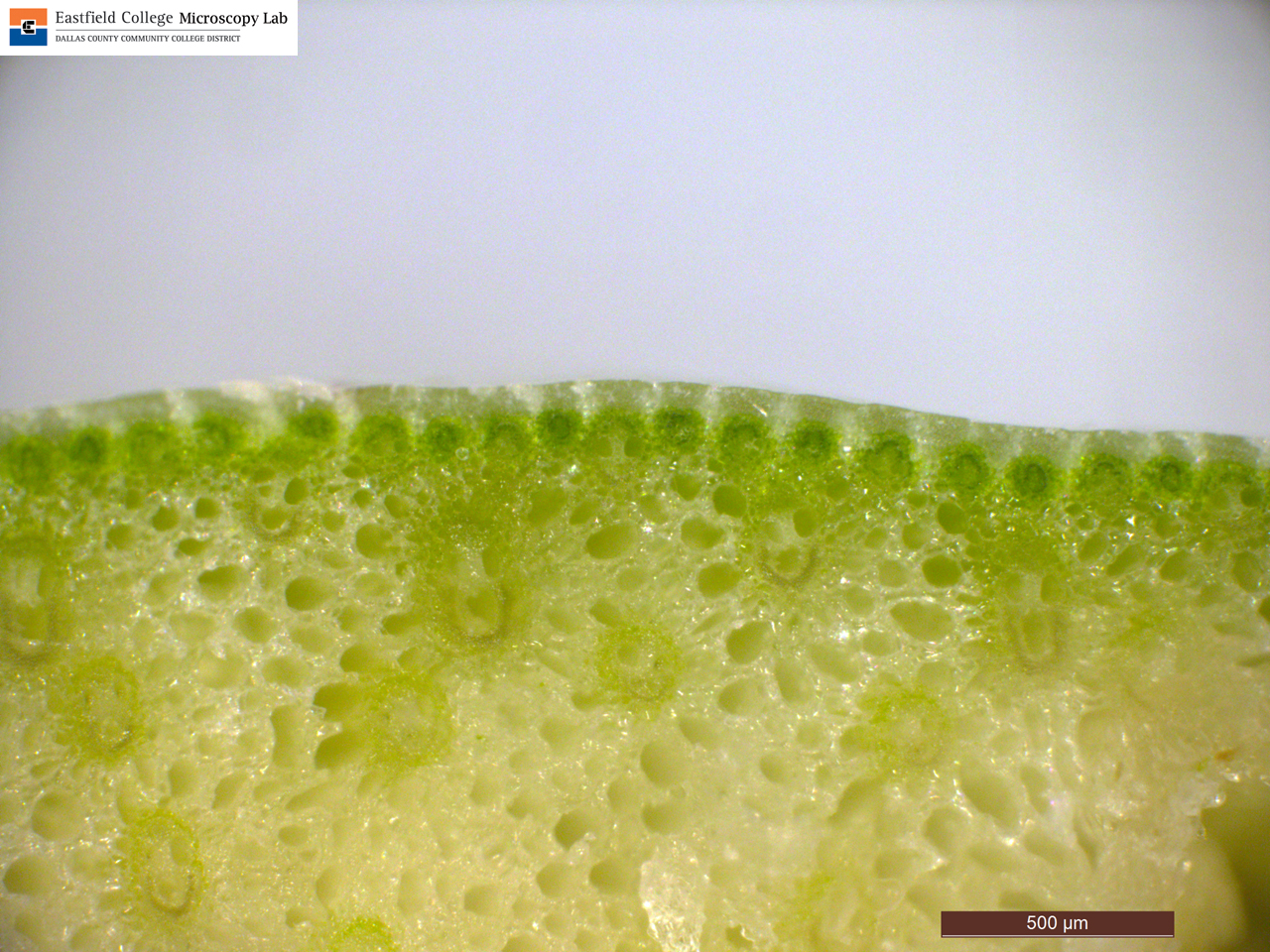 M. Gans Research Blog: Cyperus retrorsus - The Cylindric Sedge