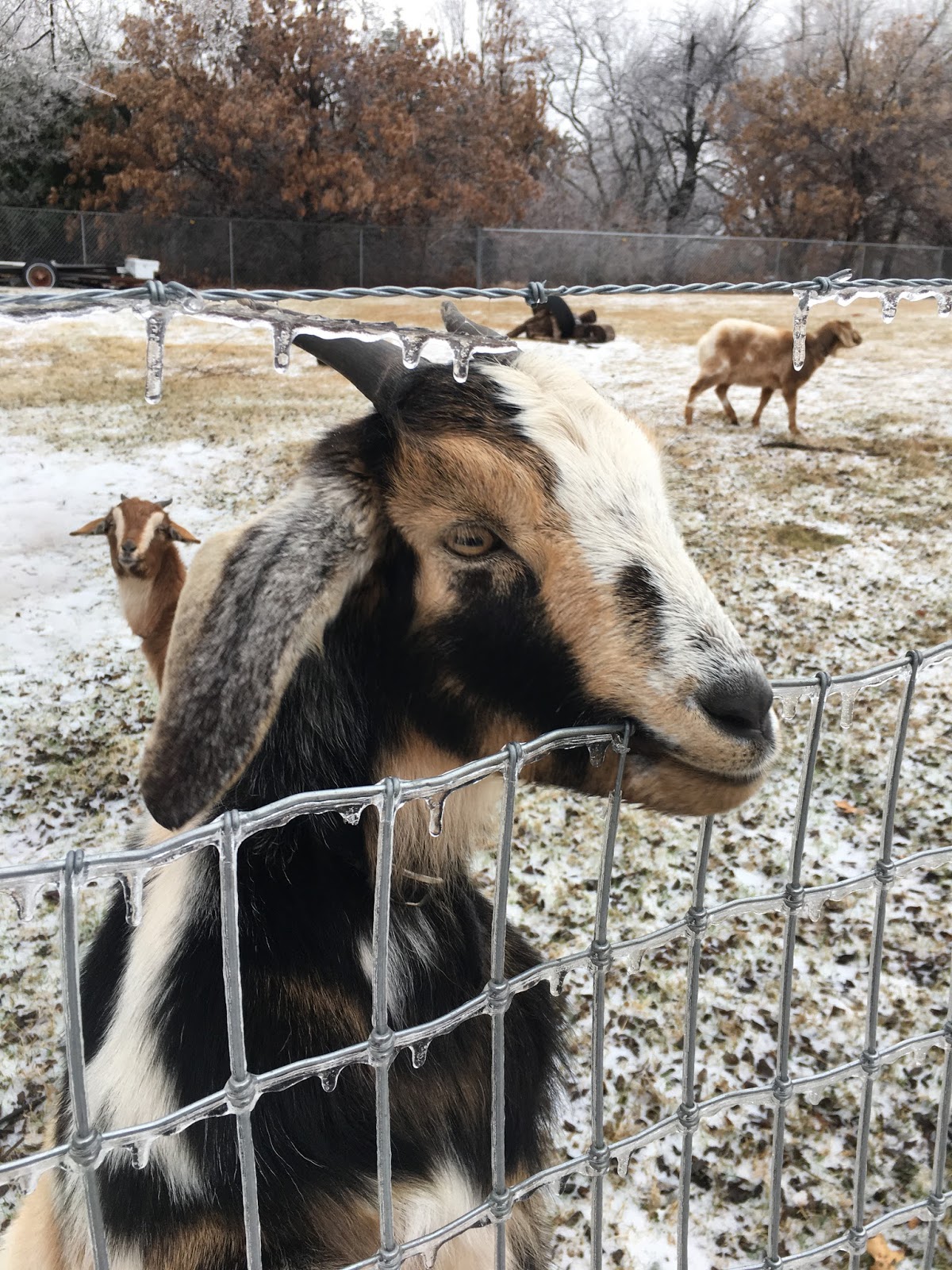 Our Homestead Legacy