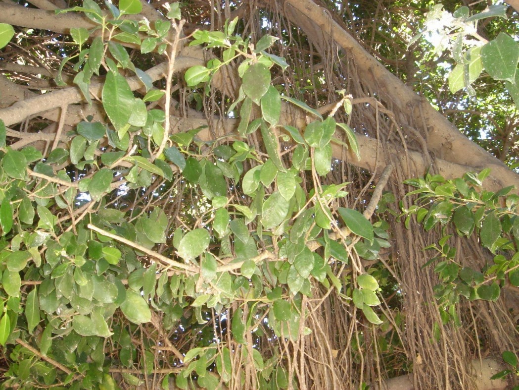 Blog Clorofila Ficus Microcarpa