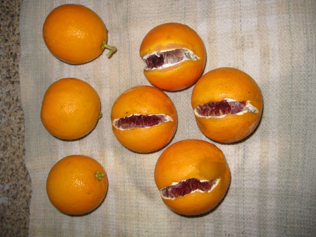 The Farmer Fred® Rant: The Year of the Splitting Orange