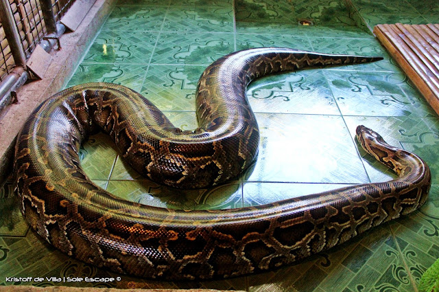 Sole Escape: Bohol Python Sanctuary and Mini-Zoo