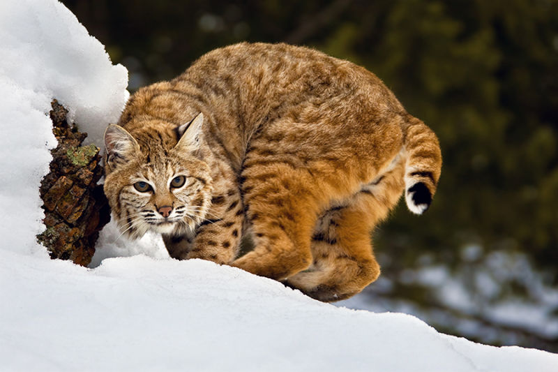 Linces do Mundo (Lynx spp.)