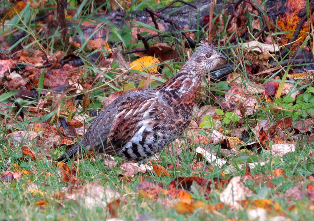 Life in the Beaver Hills: October Grousing - plumage variation in the ...