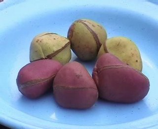 ORIXÁS: OBI O FRUTO SAGRADO DOS ORIXÁS