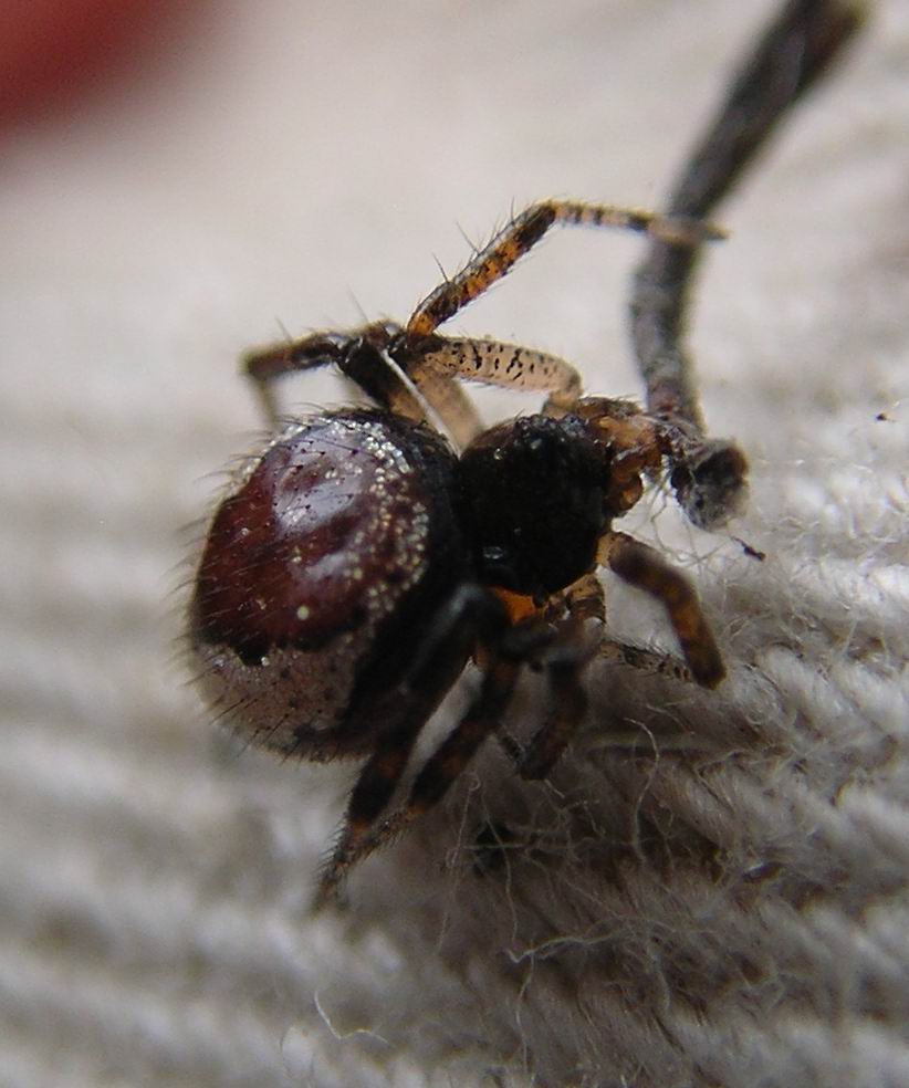 Adventures Of A Pine Cone Spider Collector