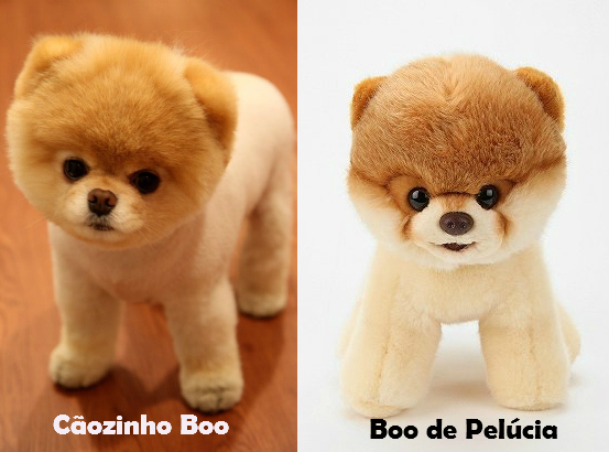 Segredo de Garota: Boo o cachorro mais lindo do mundo