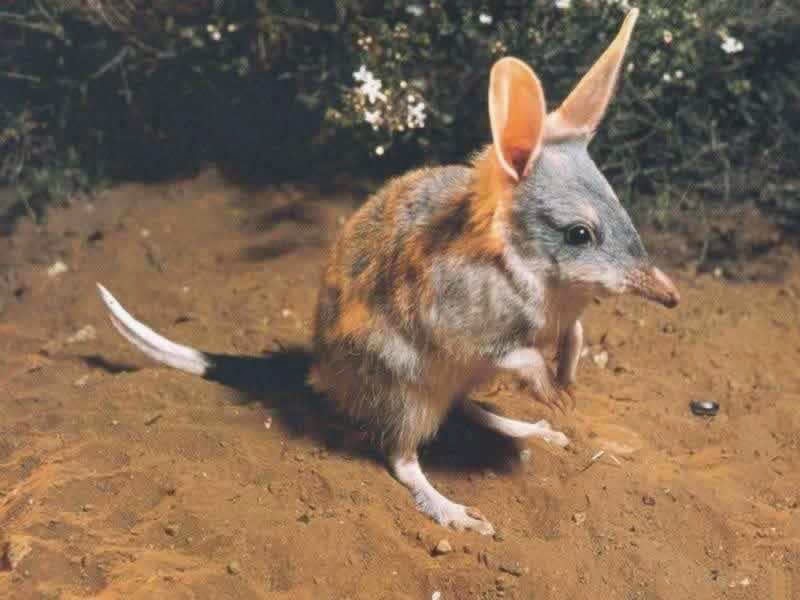 Animals of the world: Lesser bilby