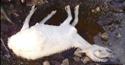 Kisah Rasulullah Menawarkan Bangkai Kambing yang Cacat