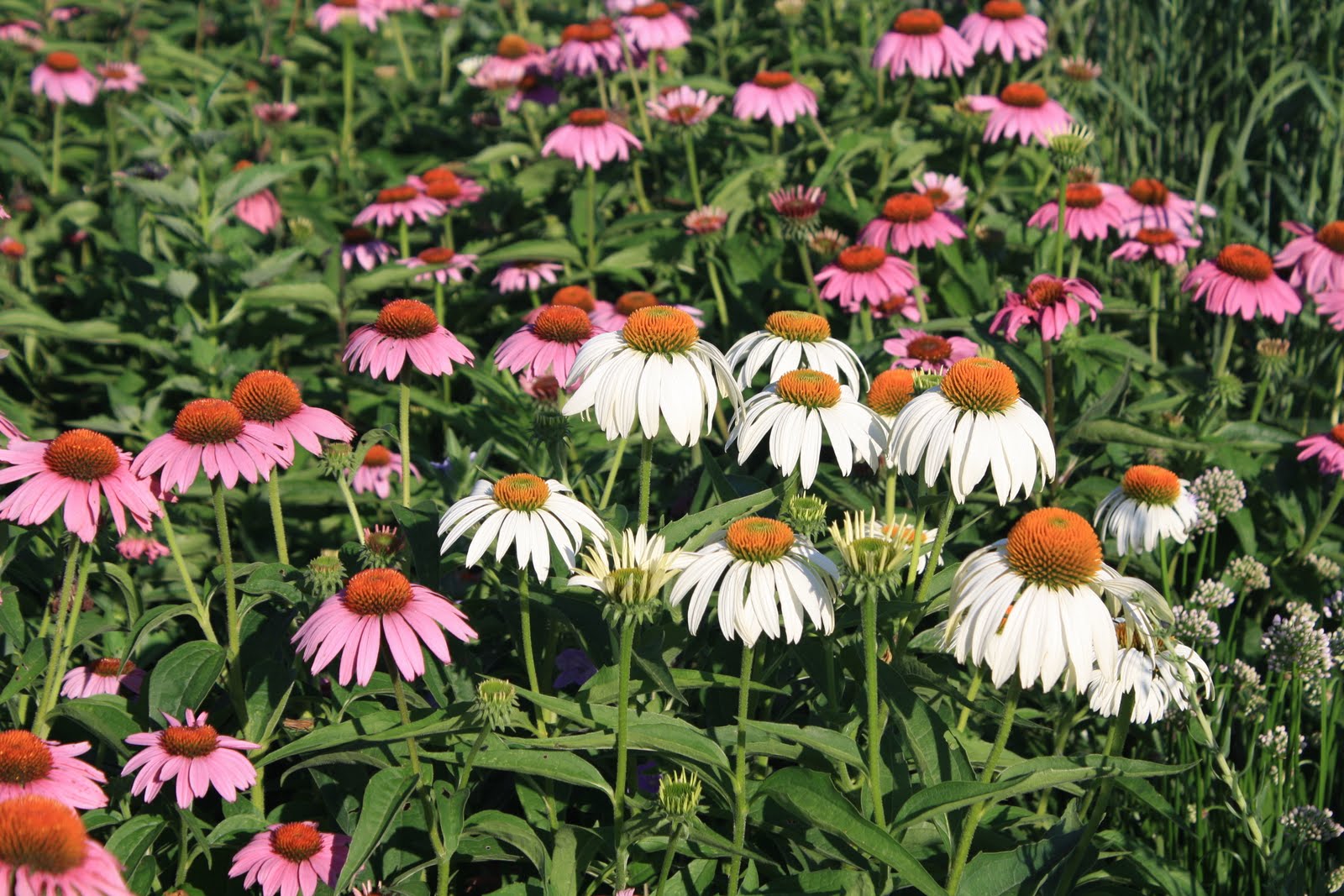 MIDWEST GROUNDCOVERS Display Gardens & Plant Trials: 2011