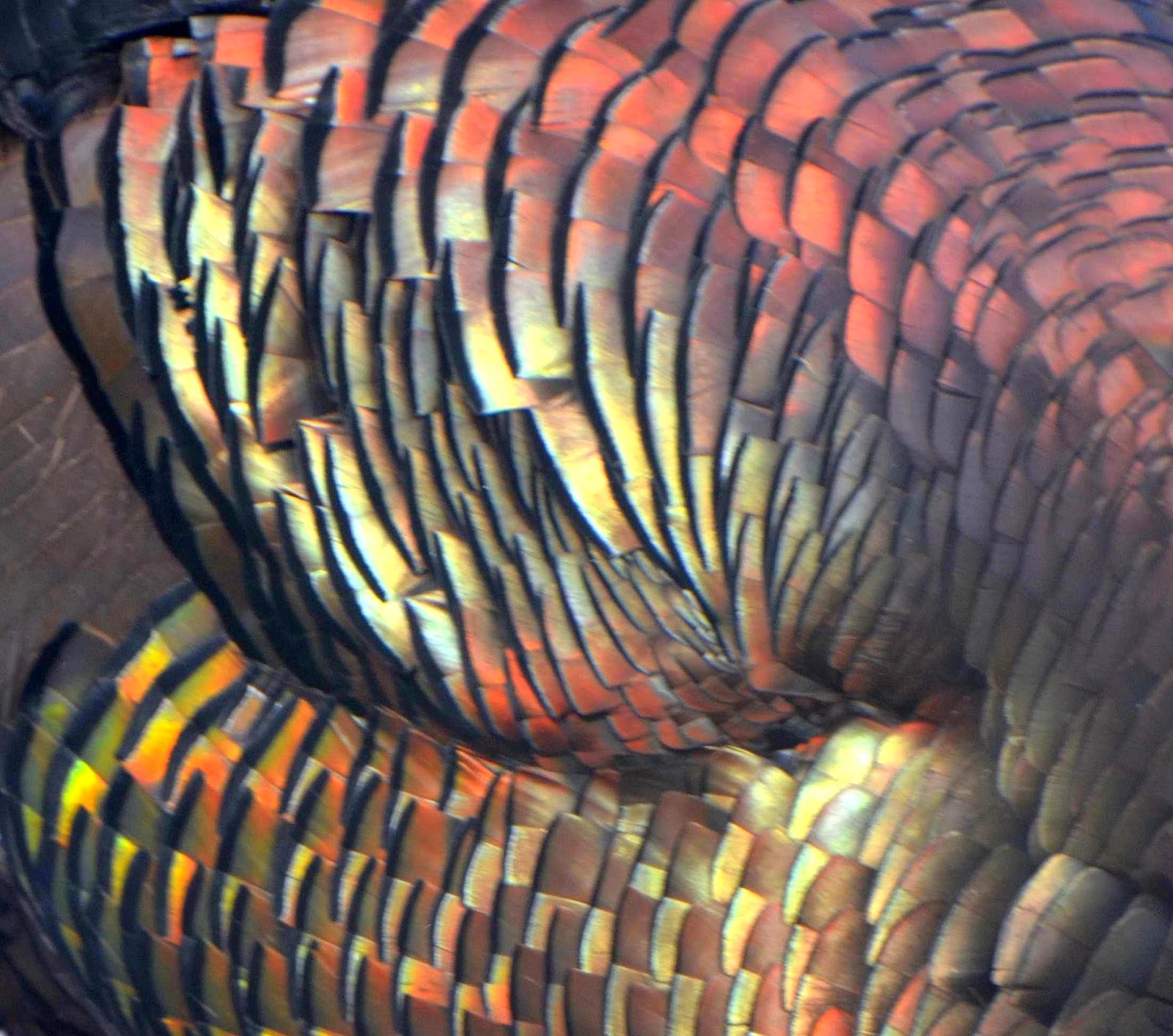 Tales From The Wilds Iridescent Wild Turkeys Tales From The Wilds Iridescent Wild Turkeys