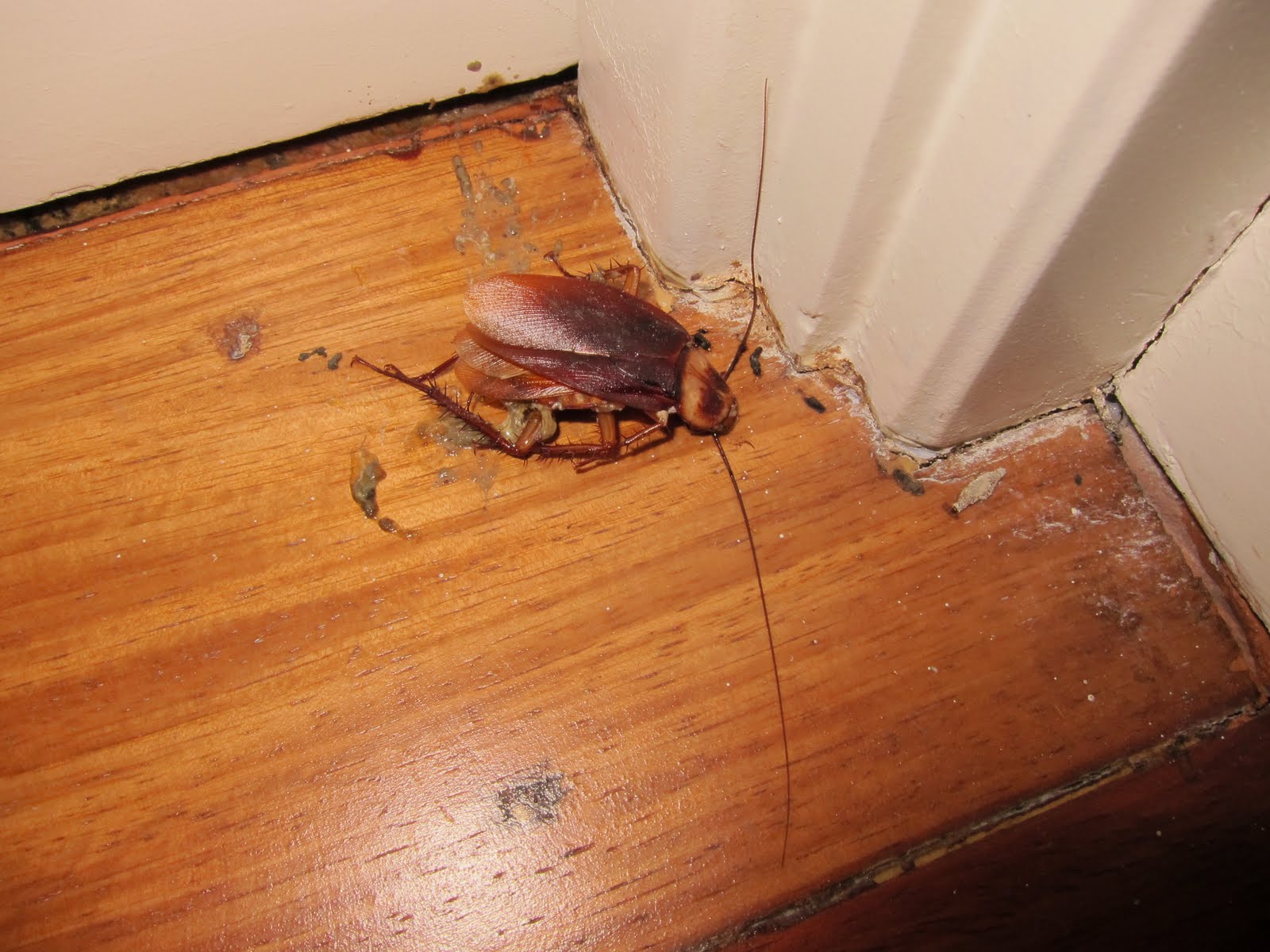 brommel: Smasched cockroach