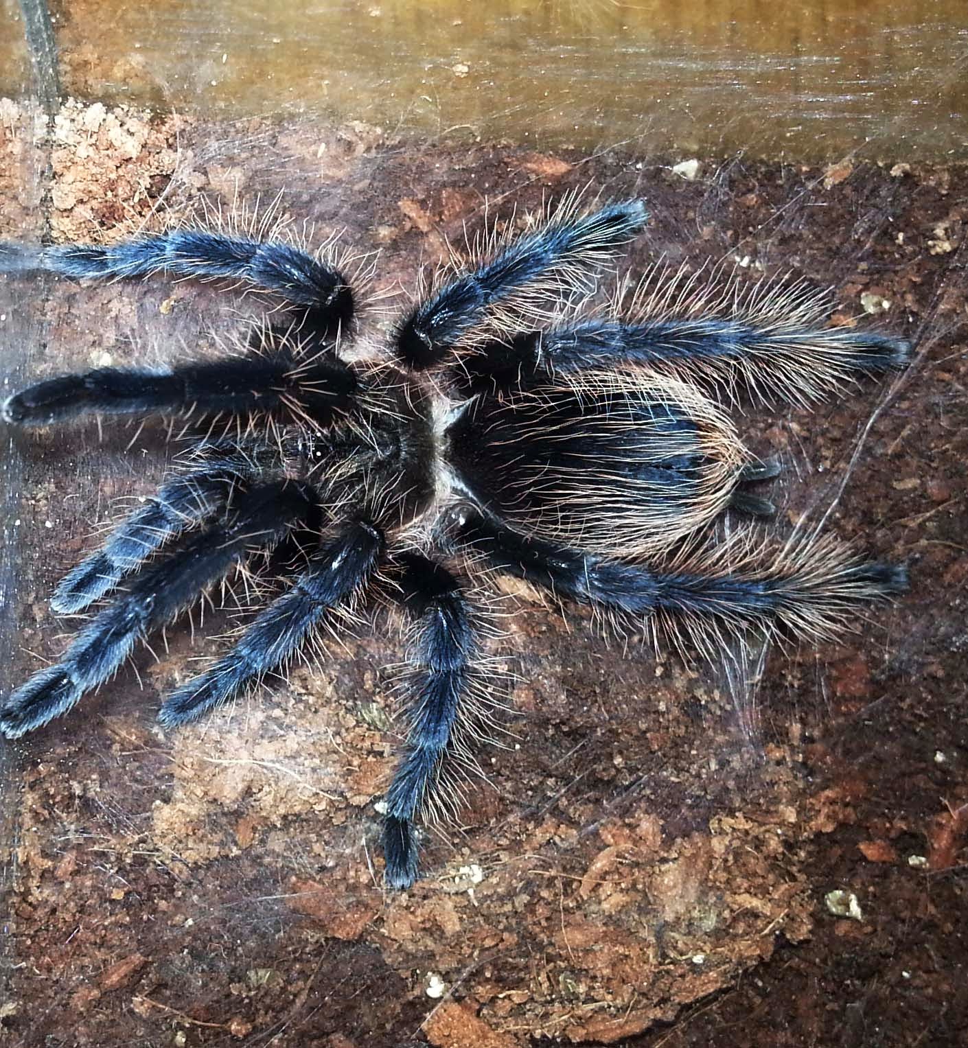 Life with my 8 legged babies...: Spore our Brachypelma Albopilosum ...