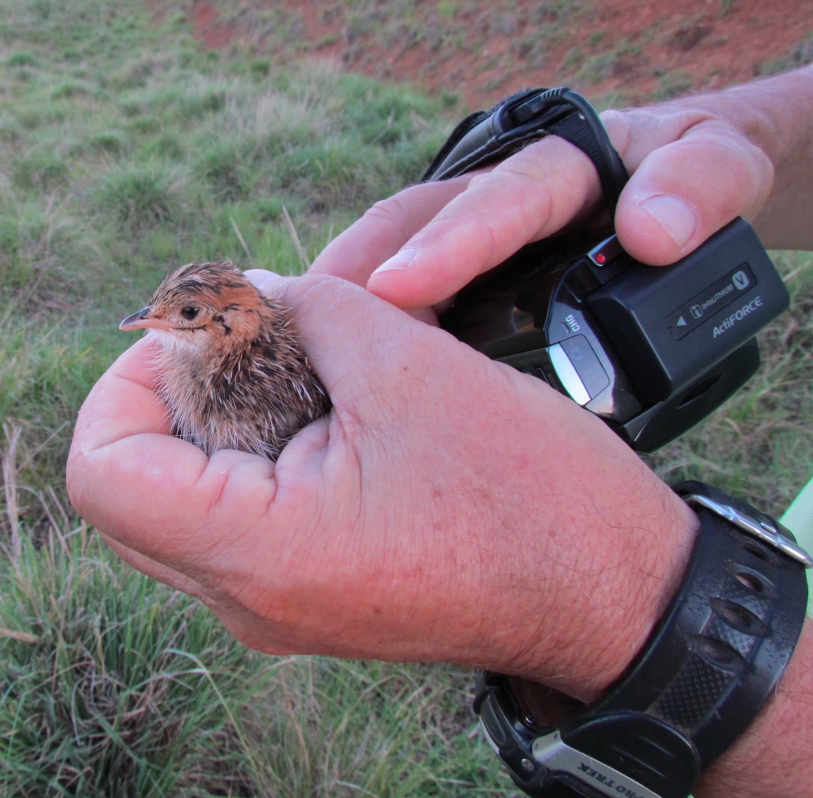 Retendo Momentos: Filhote de Perdiz
