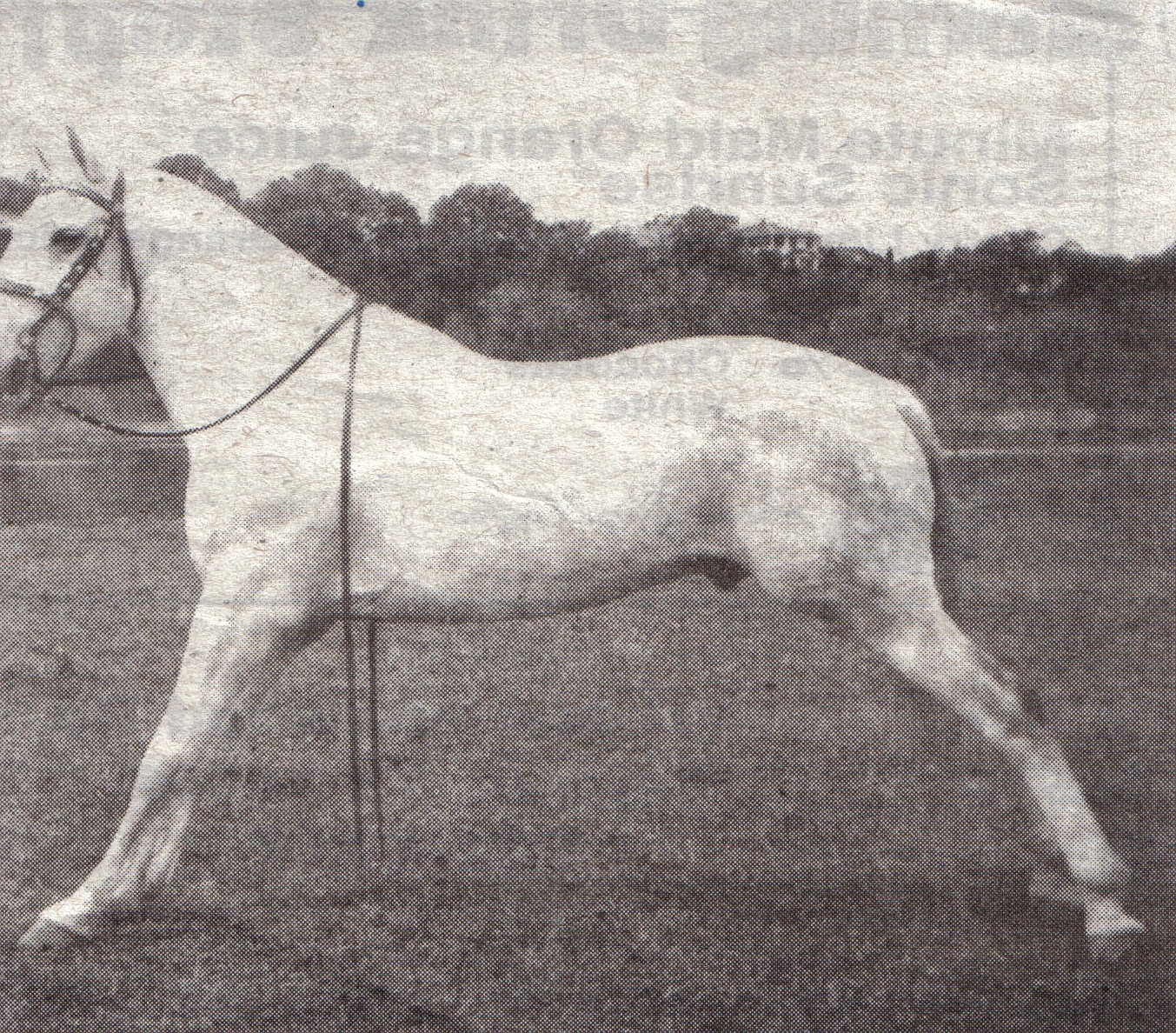 THE FAMILY HISTORY OF BILLY BLAIR: William Seaborn Digby: Basic Family ...