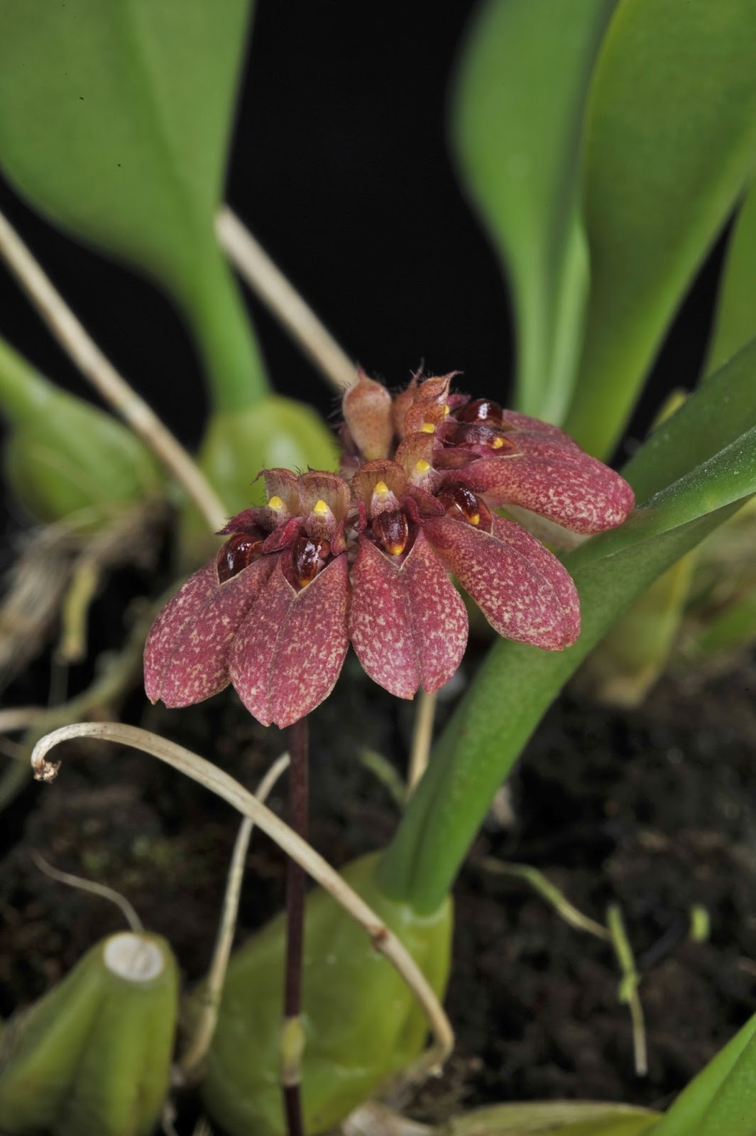 Species Identification Task Force Submissions: Bulbophyllum pulchellum ...