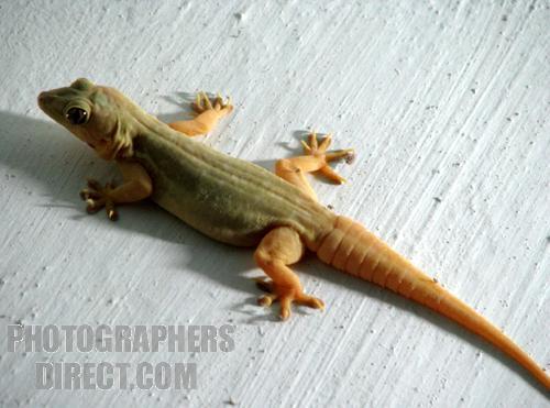 Reptile Research and Conservation Trust Of India: LIZARDS