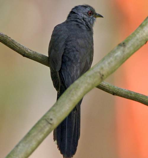 Plaintive cuckoo images | Birds of India | Bird World
