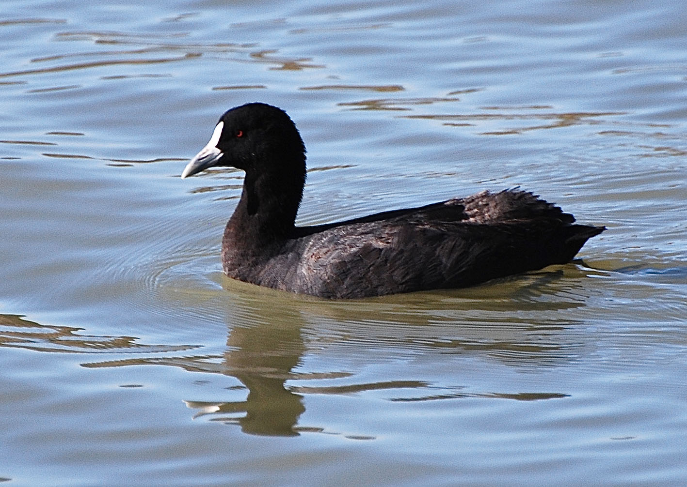 garden delights: Wild Bird Wednesday - Everyday Waterbirds