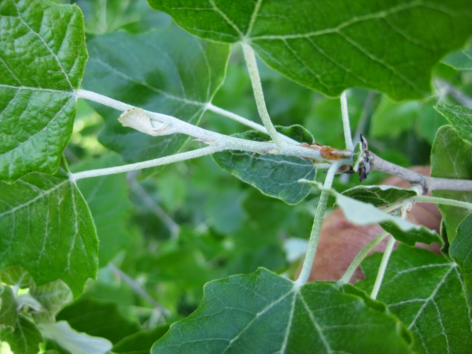 Trees of Santa Cruz County: Populus alba - White Poplar