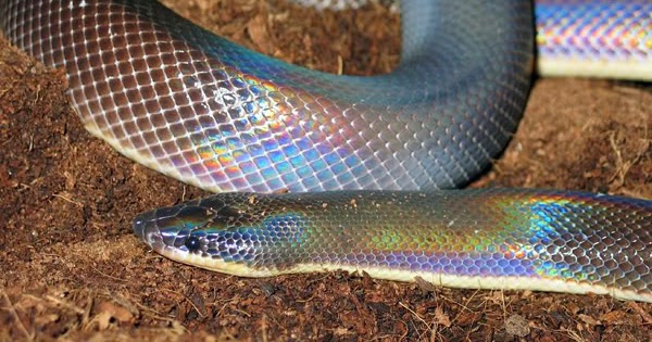 Over The Top Coat: ABC Challenge: X is for Xenopeltidae (Sunbeam Snakes)
