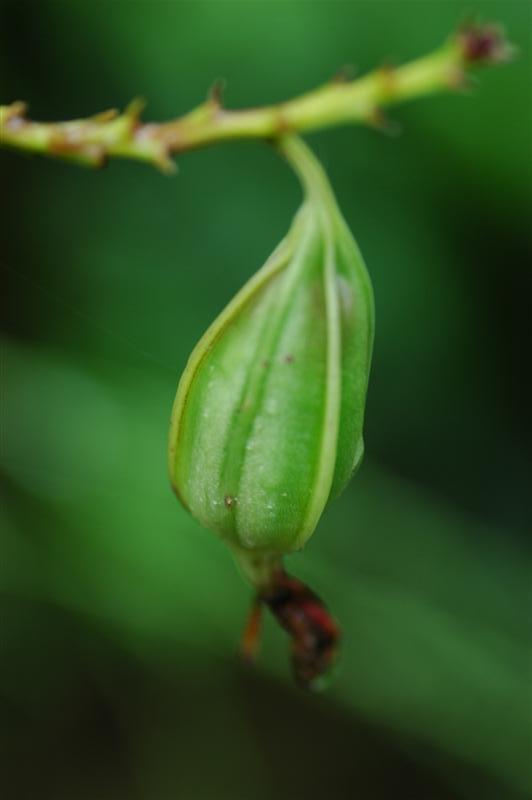 Morfologi Anggrek ~ El Filaha