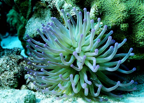 NATURE: Sea Anemones and Sea Cucumbers